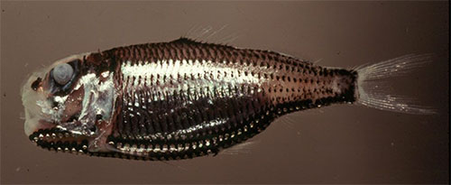 라이트피시과 Family Phosichthyidae(Lightfishes).