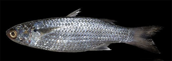 소미숭어(Longfinned mullet). Osteomugil perusii