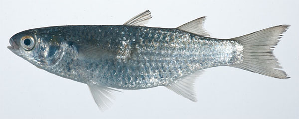 소미숭어(Longfinned mullet). Osteomugil perusii
