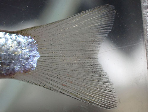 소미숭어(Longfinned mullet). Osteomugil perusii