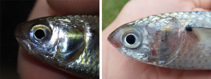 소미숭어(Longfinned mullet). Osteomugil perusii