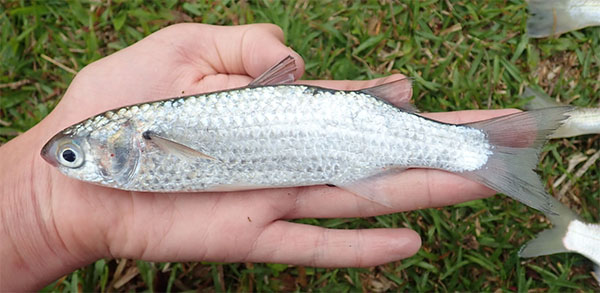 소미숭어(Longfinned mullet). Osteomugil perusii