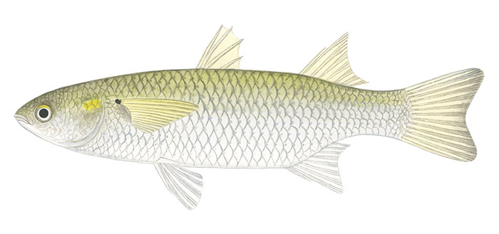 소미숭어(Longfinned mullet). Osteomugil perusii