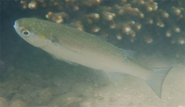 소미숭어(Longfinned mullet). Osteomugil perusii
