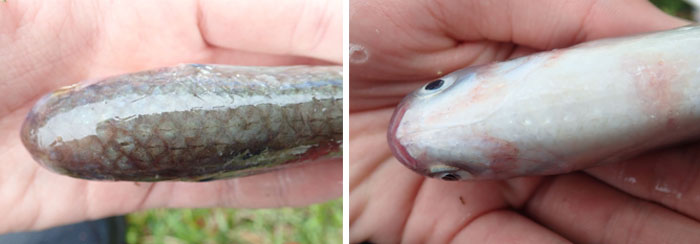 소미숭어(Longfinned mullet). Osteomugil perusii