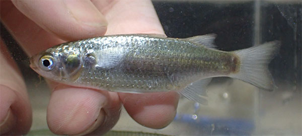 소미숭어(Longfinned mullet). Osteomugil perusii