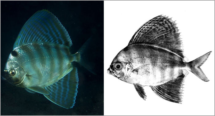 점매가리(Sailfin velifer). Velifer hypselopterus