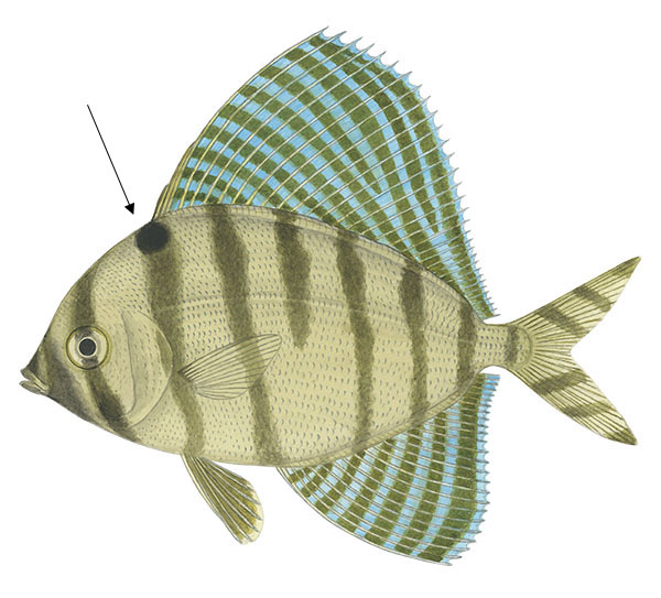 점매가리(Sailfin velifer). Velifer hypselopterus