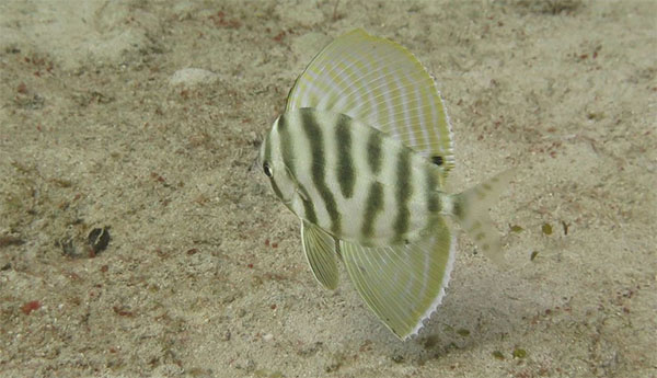 점매가리(Sailfin velifer). Velifer hypselopterus