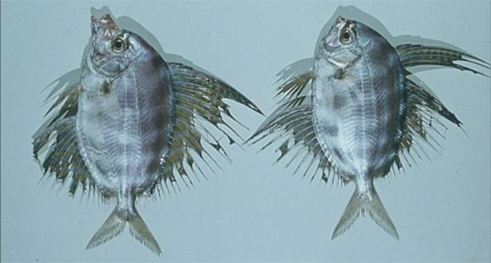 점매가리(Sailfin velifer). Velifer hypselopterus