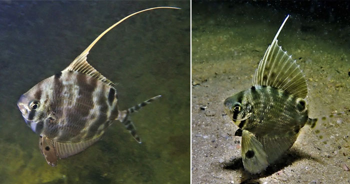 점매가리(Sailfin velifer). Velifer hypselopterus