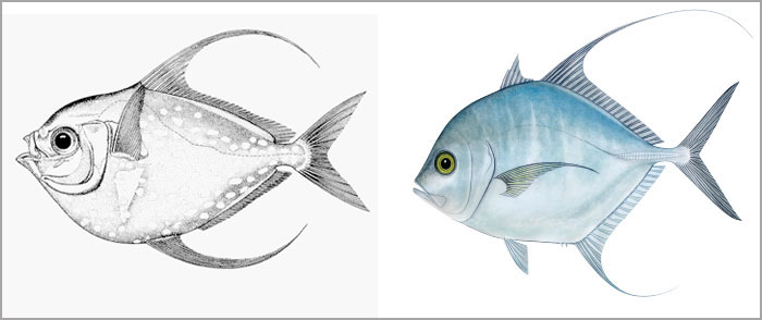 붉평치과 Family Lampridae(Opahs).