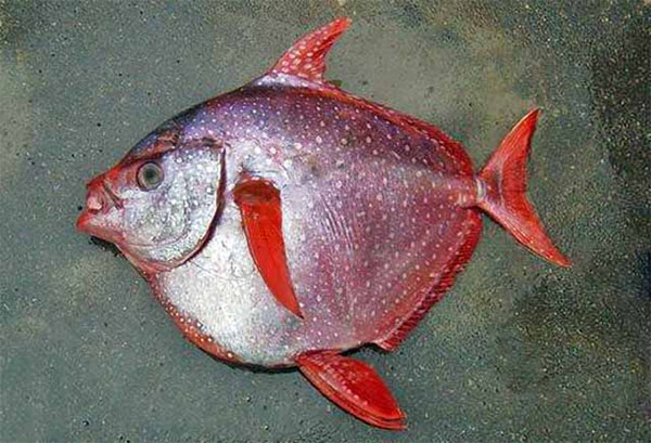 붉평치과 Family Lampridae(Opahs).