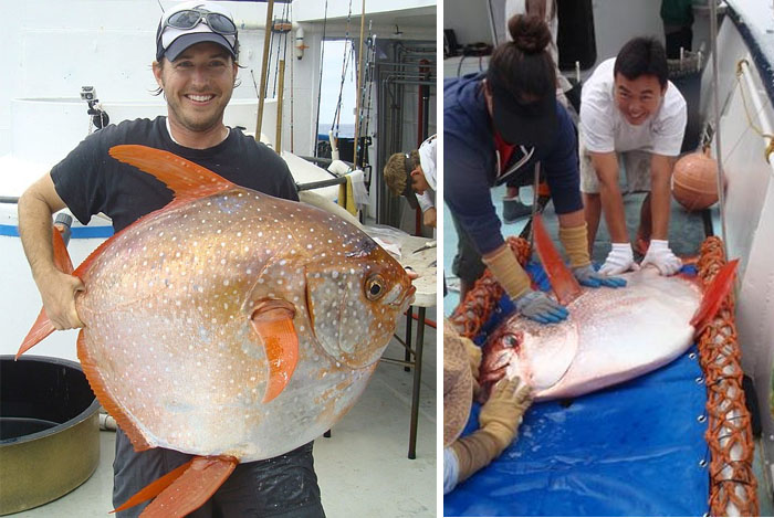 붉평치과 Family Lampridae(Opahs).