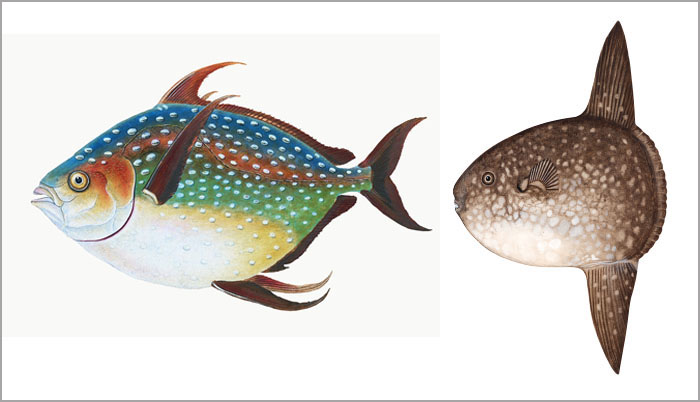 붉평치과 Family Lampridae(Opahs).