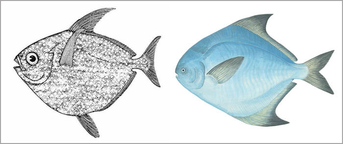 붉평치과 Family Lampridae(Opahs).