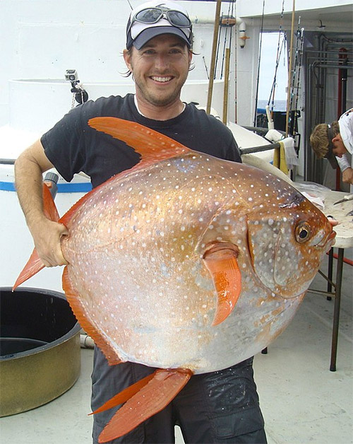 붉평치(Bigeye Pacific opah). Lampris megalopsis