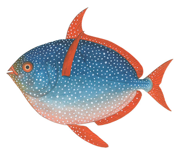 붉평치(Bigeye Pacific opah). Lampris megalopsis