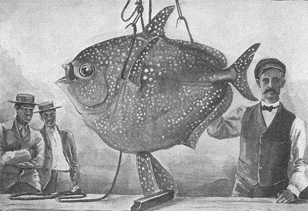 붉평치(Bigeye Pacific opah). Lampris megalopsis