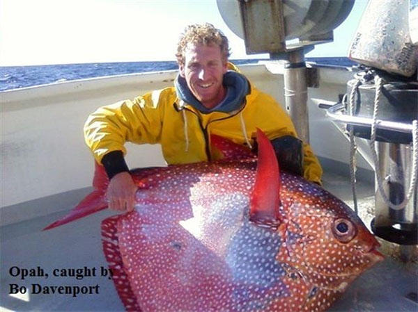 붉평치(Bigeye Pacific opah). Lampris megalopsis