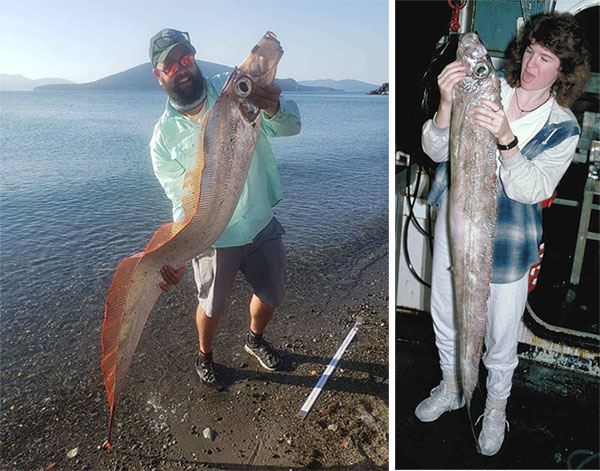 투라치과 Family Trachipteridae(Ribbonfishes)