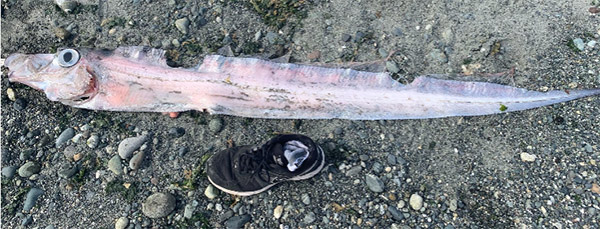 투라치과 Family Trachipteridae(Ribbonfishes)