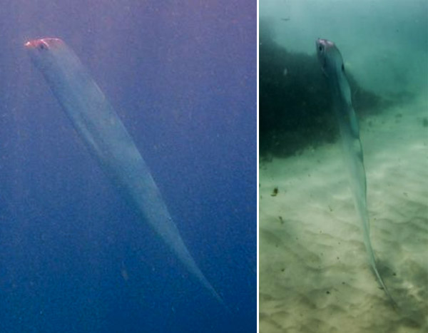 투라치과 Family Trachipteridae(Ribbonfishes)
