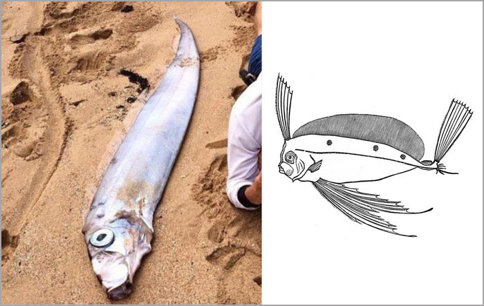 투라치과 Family Trachipteridae(Ribbonfishes)