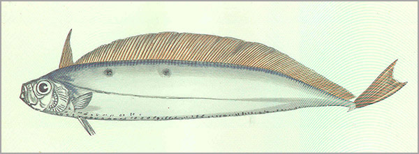 투라치과 Family Trachipteridae(Ribbonfishes)