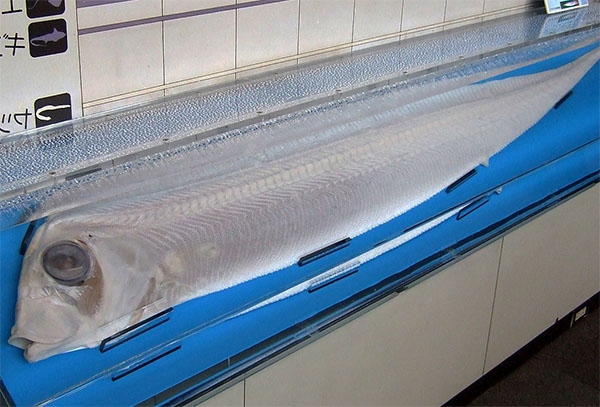 투라치(Slender ribbonfish). Trachipterus ishikawae