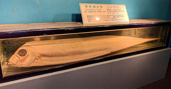 투라치(Slender ribbonfish). Trachipterus ishikawae