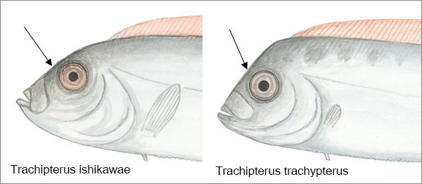 투라치(Slender ribbonfish). Trachipterus ishikawae