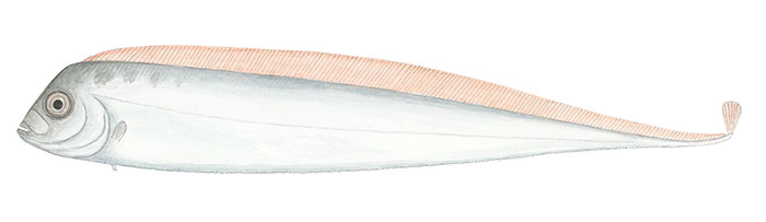 꼬리투라치(Mediterranean dealfish). Trachipterus trachypterus