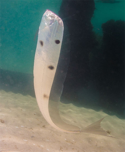 꼬리투라치(Mediterranean dealfish). Trachipterus trachypterus