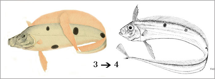 꼬리투라치(Mediterranean dealfish). Trachipterus trachypterus