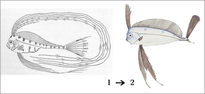 꼬리투라치(Mediterranean dealfish). Trachipterus trachypterus