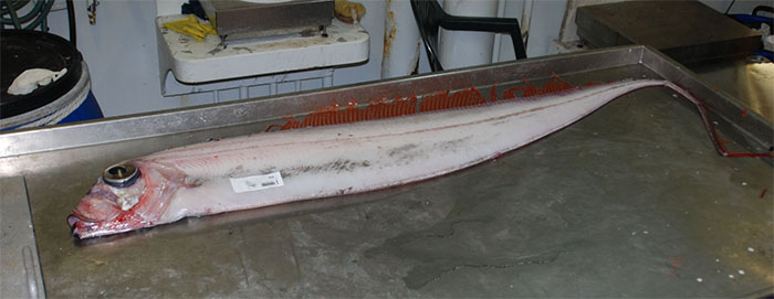 꼬리투라치(Mediterranean dealfish). Trachipterus trachypterus