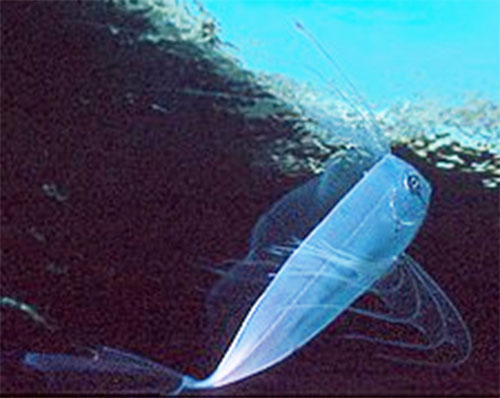 꼬리투라치(Mediterranean dealfish). Trachipterus trachypterus