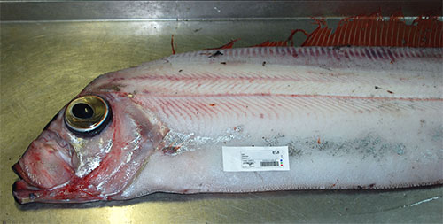 꼬리투라치(Mediterranean dealfish). Trachipterus trachypterus