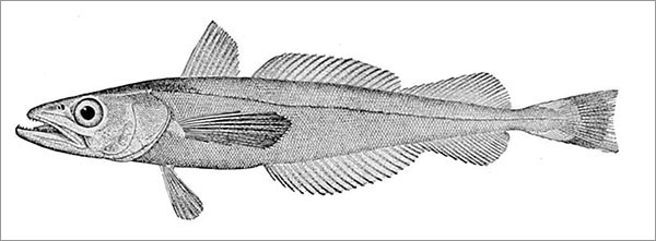 민대구과 Family Merlucciidae(Merluccid hakes)