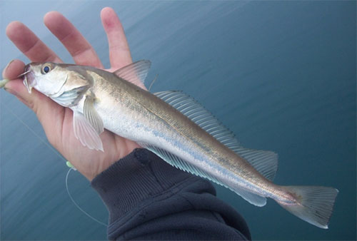 민대구과 Family Merlucciidae(Merluccid hakes)