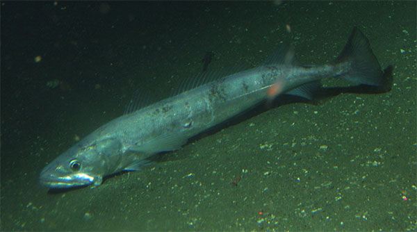 민대구과 Family Merlucciidae(Merluccid hakes)