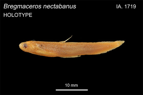 태평양날개멸(Smallscale codlet). Bregmaceros nectabanus