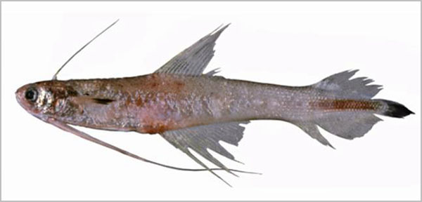 태평양날개멸(Smallscale codlet). Bregmaceros nectabanus