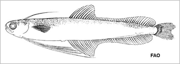 태평양날개멸(Smallscale codlet). Bregmaceros nectabanus