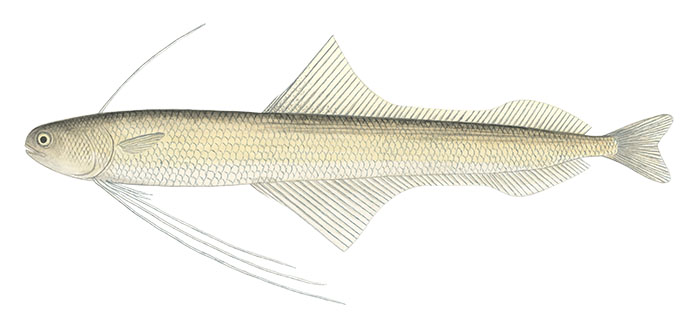 태평양날개멸(Smallscale codlet). Bregmaceros nectabanus