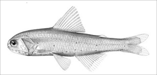 갈마니샛비늘치(Garman's lanternfish). Diaphus garmani