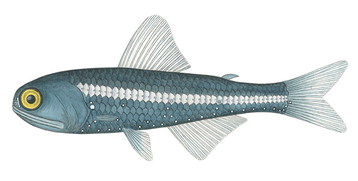 갈마니샛비늘치(Garman's lanternfish). Diaphus garmani