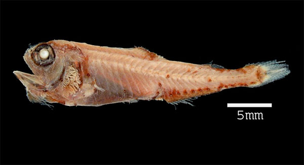 디오게네스 랜턴피시(Diogenes lanternfish). Diogenichthys laternatus