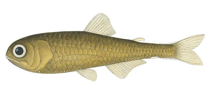 디오게네스 랜턴피시(Diogenes lanternfish). Diogenichthys laternatus